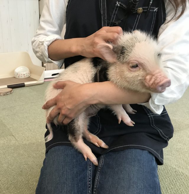 O primeiro café de micro porco do Japão é inaugurado em Tokyo - Mundo Nipo