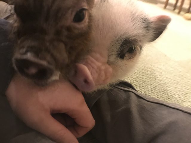 O primeiro café de micro porco do Japão é inaugurado em Tokyo - Mundo Nipo